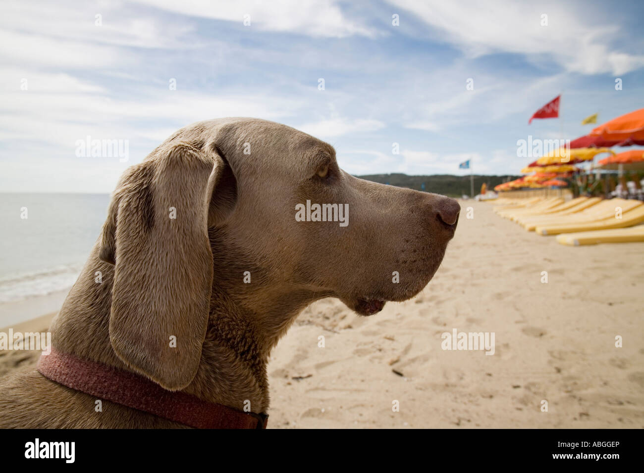 Weimaraner in profile hi-res stock photography and images - Alamy