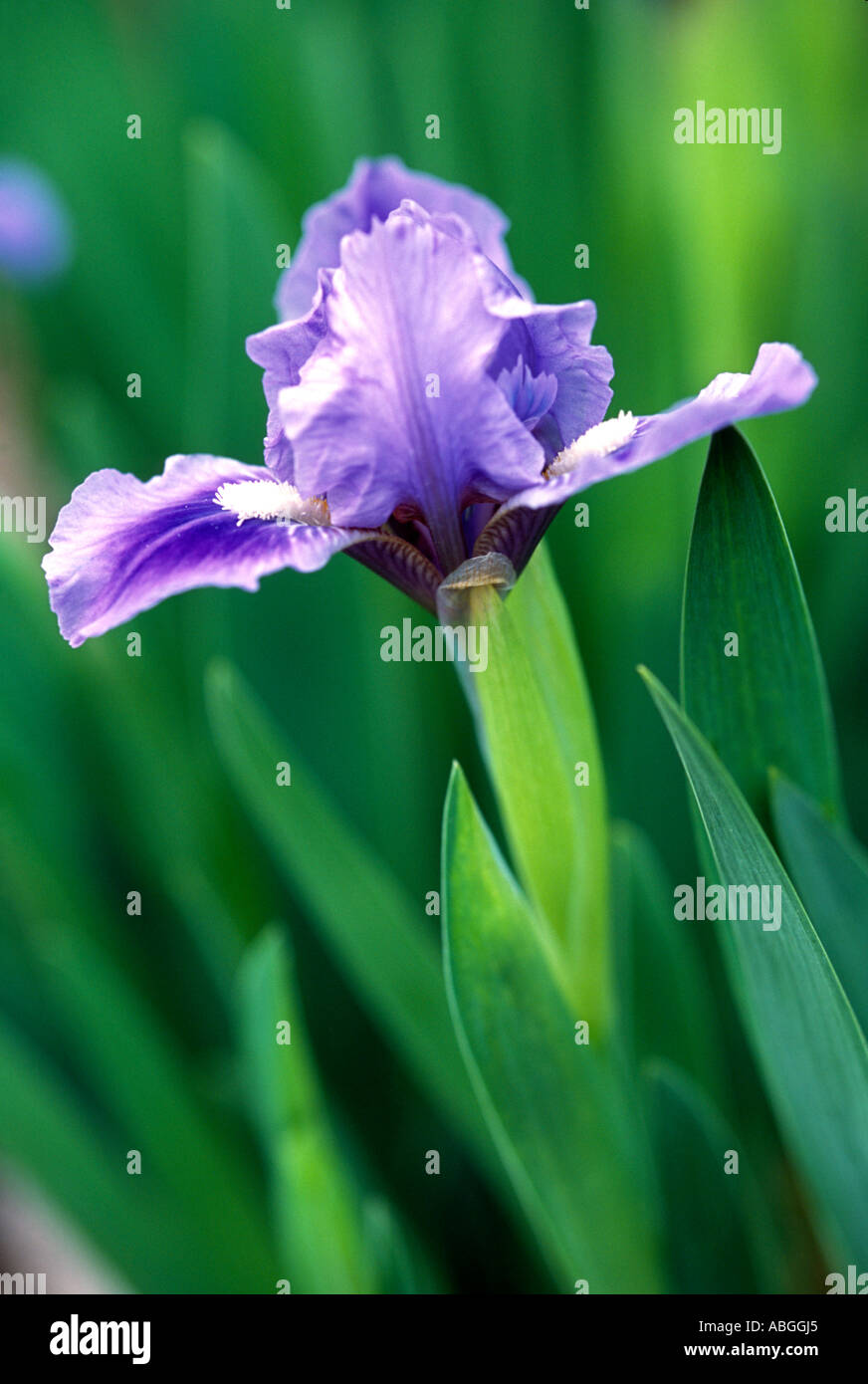 Douglas Iris or Iris douglasiana as it blooms on Point Reyes in ...