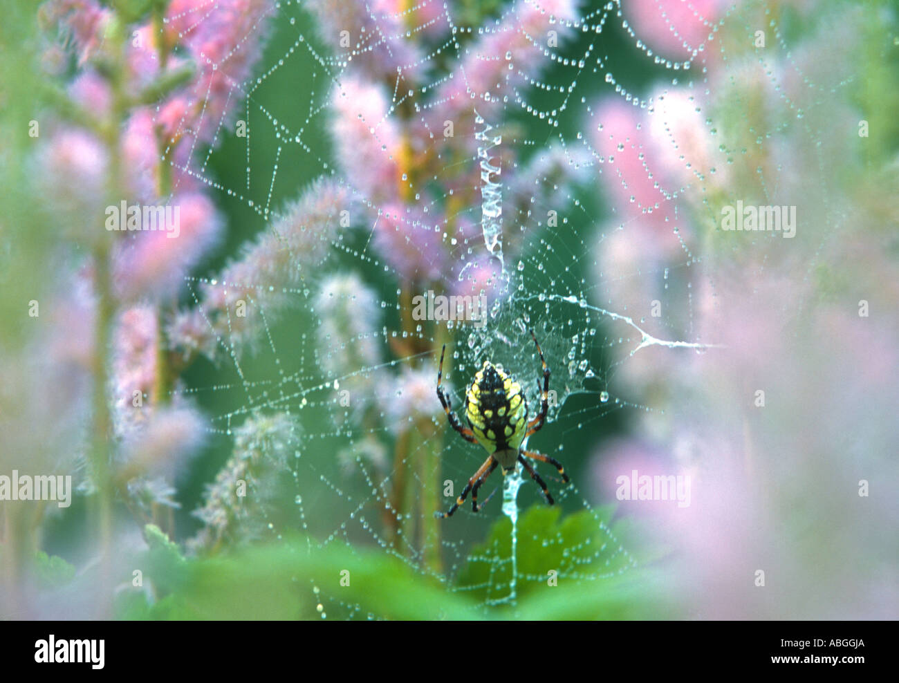 A spider waits to capture its prey Stock Photo - Alamy