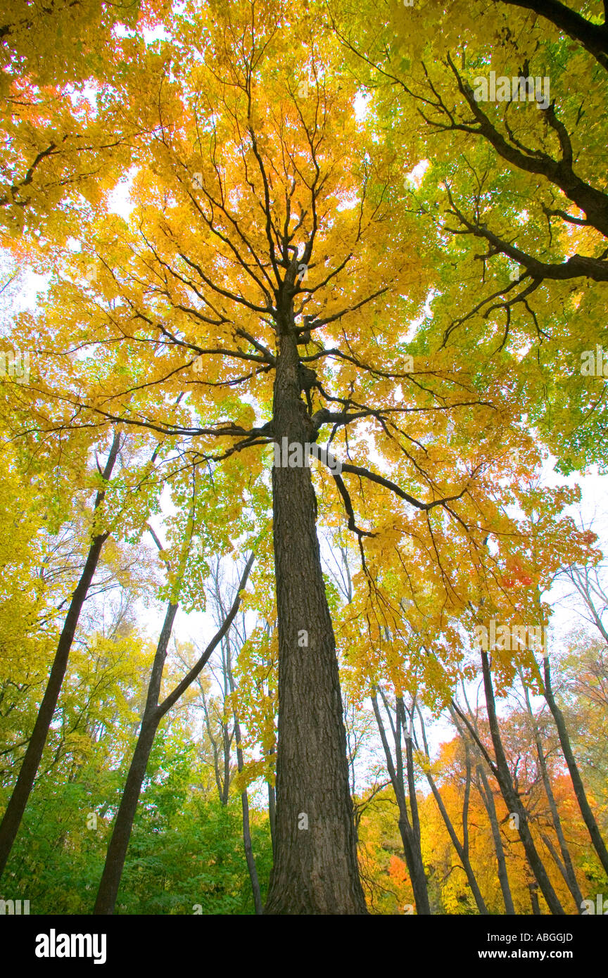 Reach For The Sky Stock Photos & Reach For The Sky Stock Images - Alamy