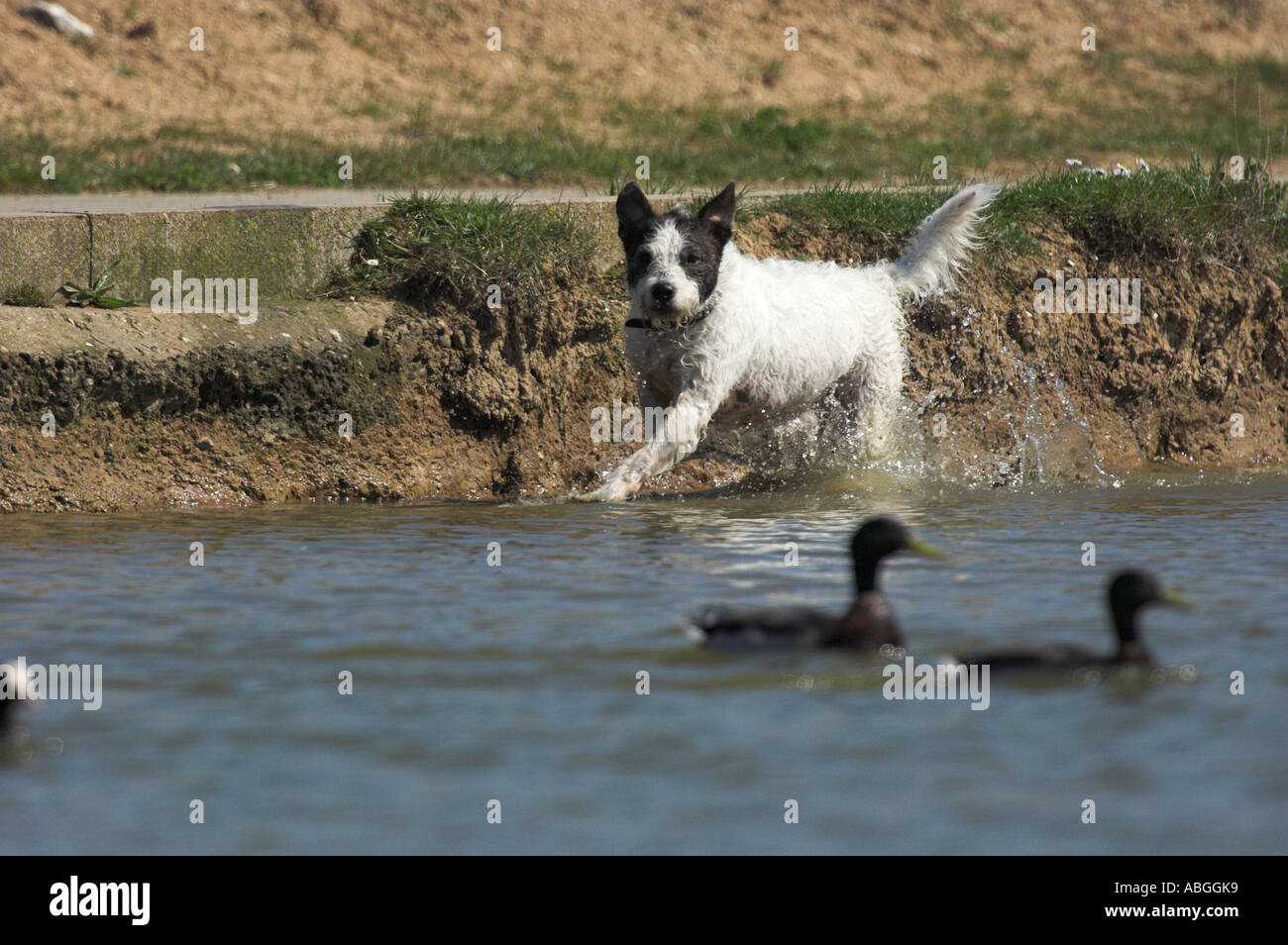 Nuisance uncontrolled dogs at country parks scaring the wildlife Stock ...