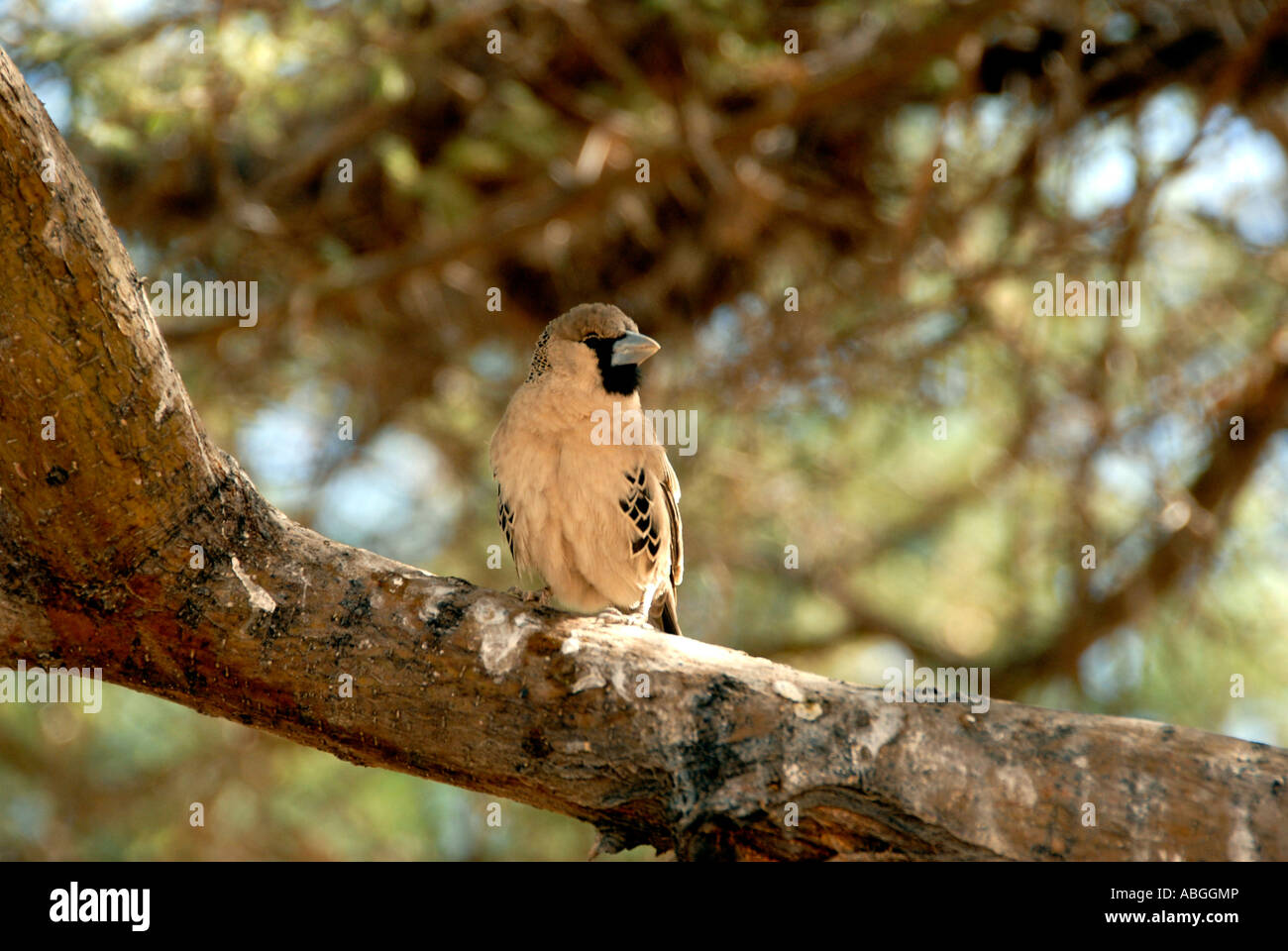 Sociable Weaver Bird Solitaire Namibia Southern Africa Stock Photo - Alamy