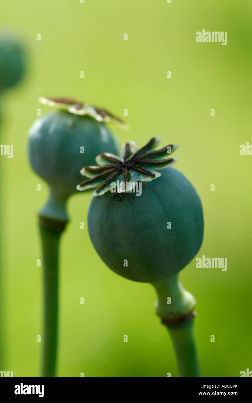 Poppy capsules of withered poppy hi-res stock photography and images ...