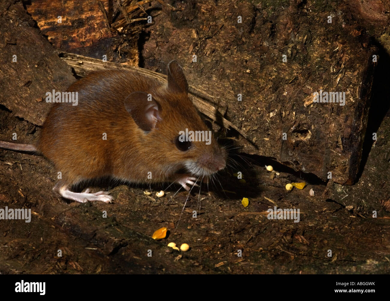 Field mouse seeds hi-res stock photography and images - Alamy