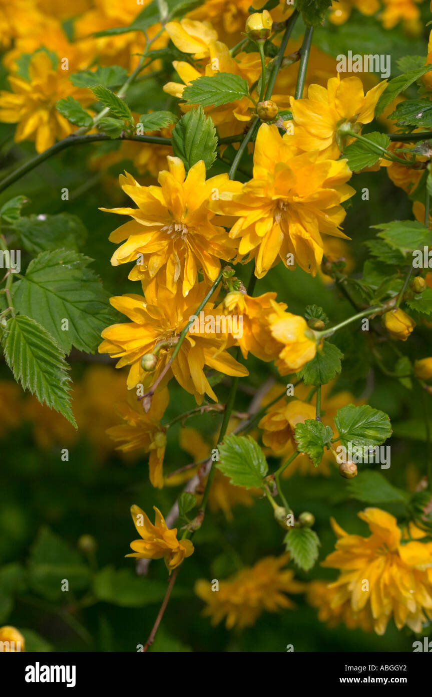 Japanese rose pleniflora hi-res stock photography and images - Alamy