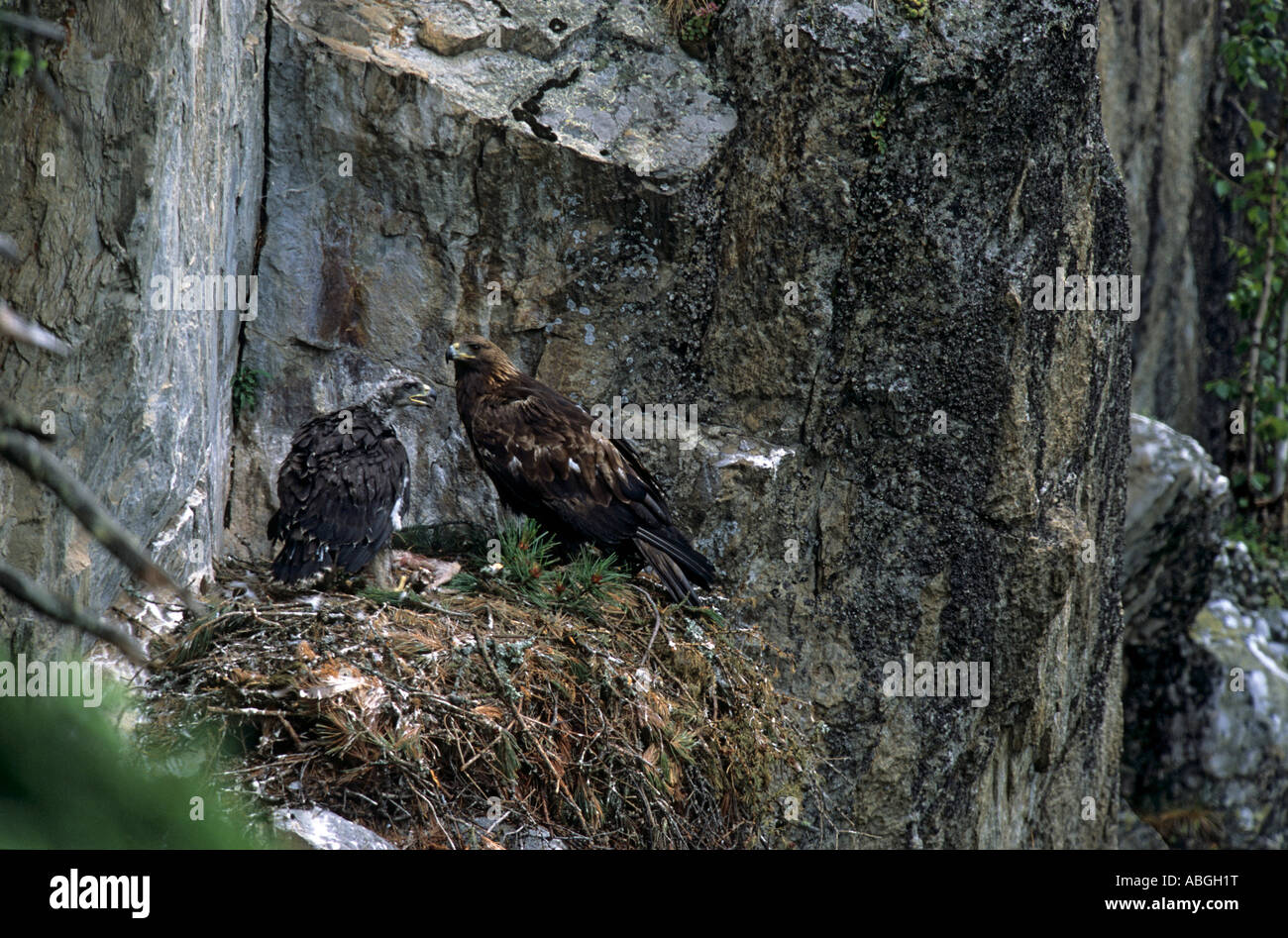 Golden eagle nest hi-res stock photography and images - Alamy