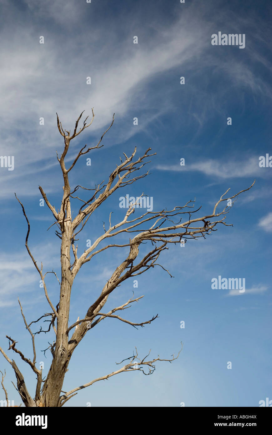 Dead tree against blue sky Stock Photo - Alamy