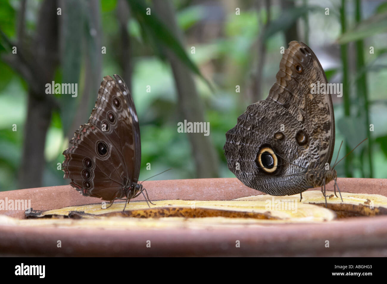 Owl butterflies (Caligo genus) feeding on bananas in a tropical ...
