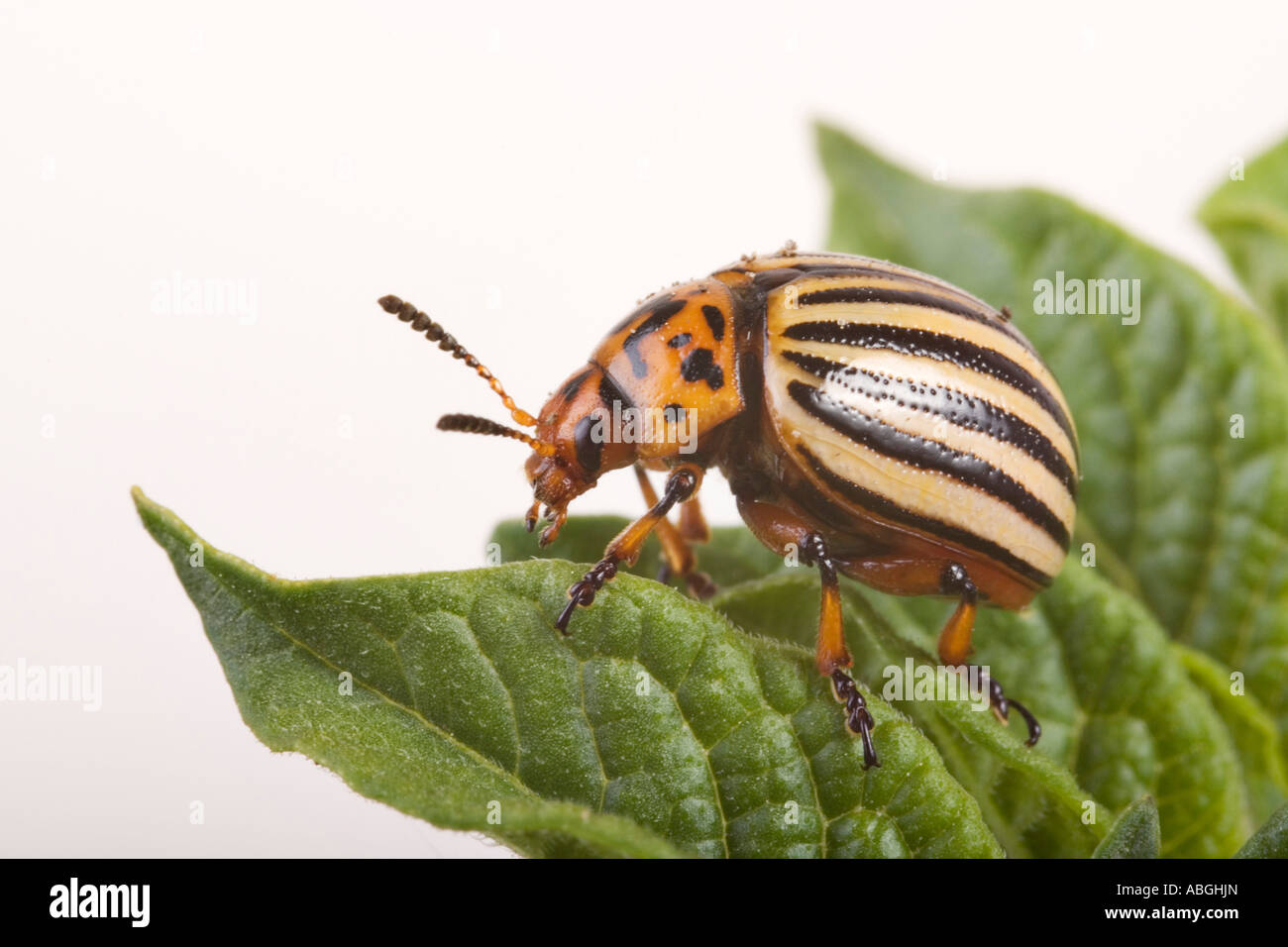 Leptinotarsa decemlineata hi-res stock photography and images - Alamy