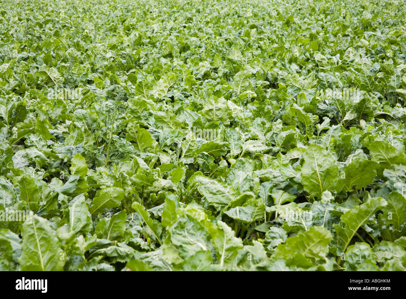 Field of beets hi-res stock photography and images - Alamy