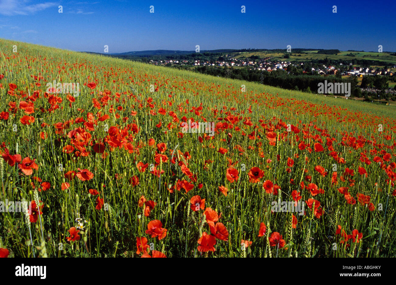 Poland landscape - poppy seed Stock Photo - Alamy