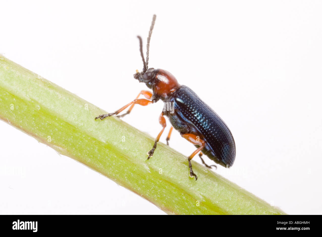 Cereal Leaf Beetle (Oulema melanopus Stock Photo - Alamy