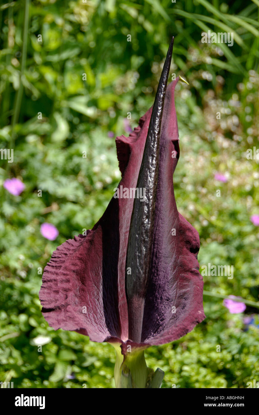 Dracunculus vulgaris hi-res stock photography and images - Alamy