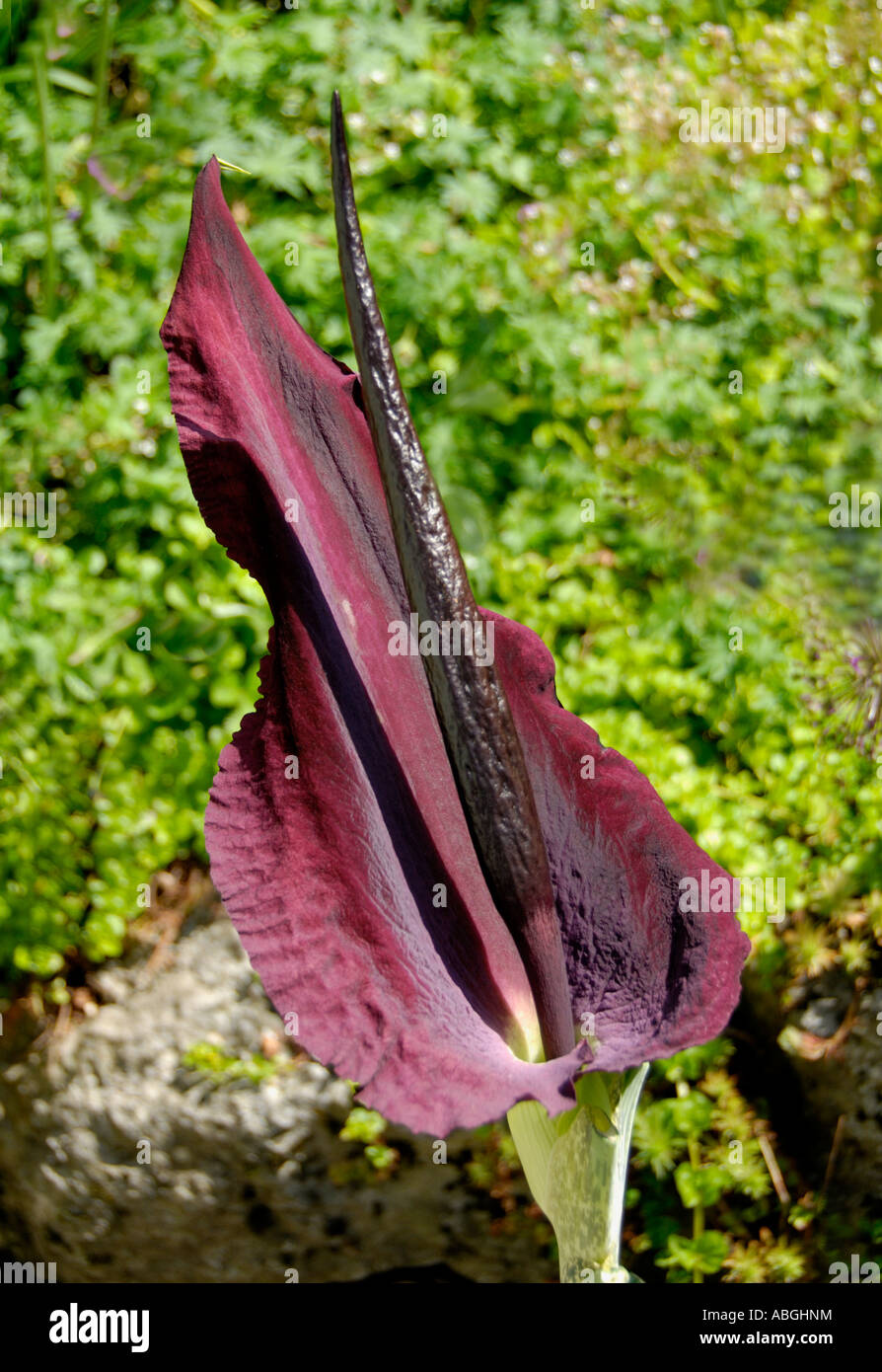 Dracunculus vulgaris hi-res stock photography and images - Alamy