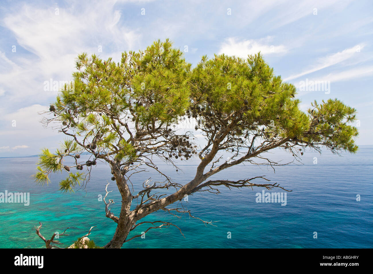Aleppo pine (Pinus halepensis), in front of turquoise-blue sea, Island ...