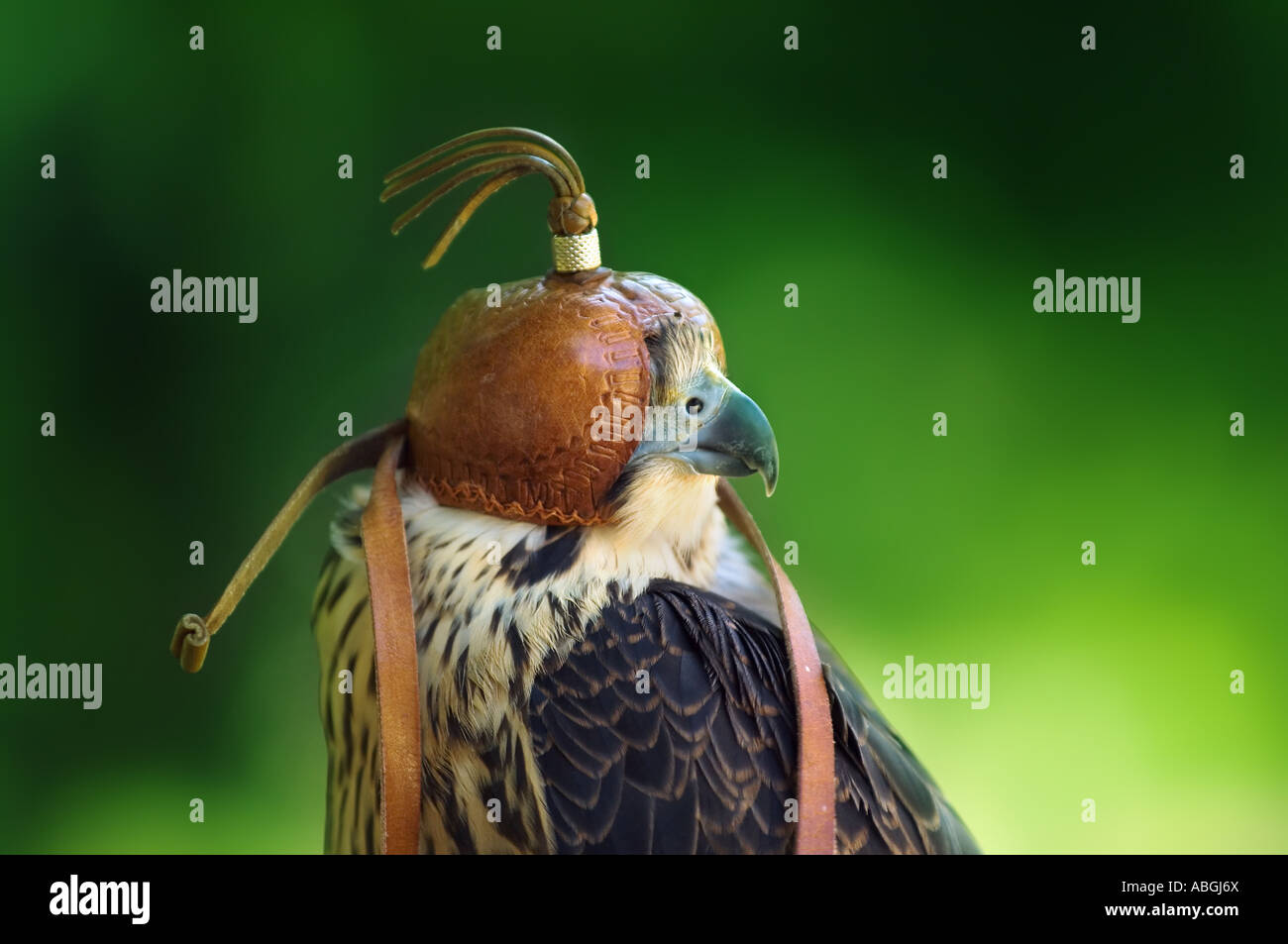 Falcon hood hi-res stock photography and images - Alamy
