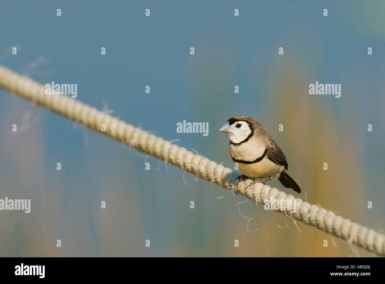 Double Barred Finch High Resolution Stock Photography and Images - Alamy