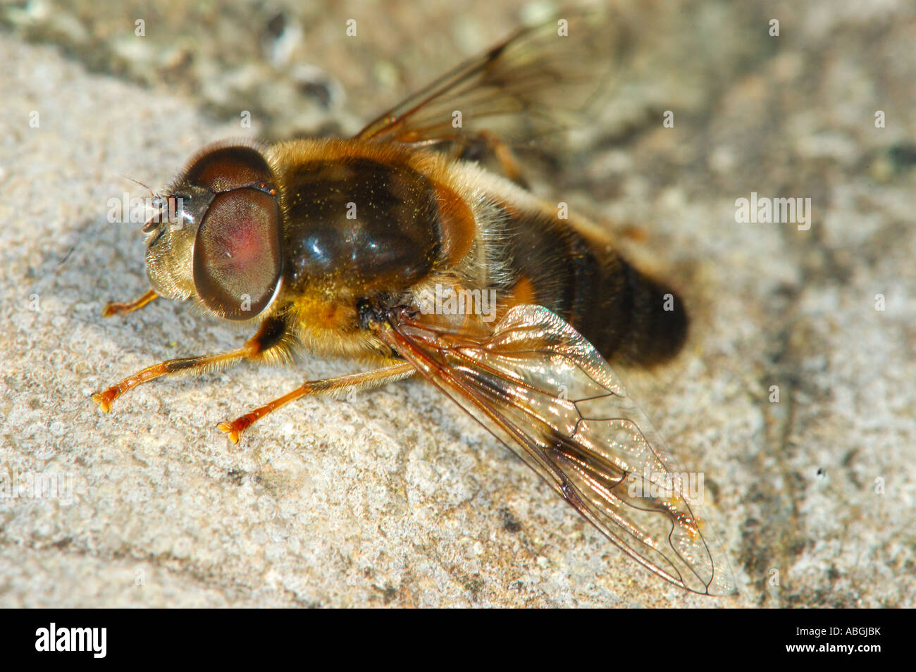 Hoverfly, family Syrphidae Stock Photo - Alamy