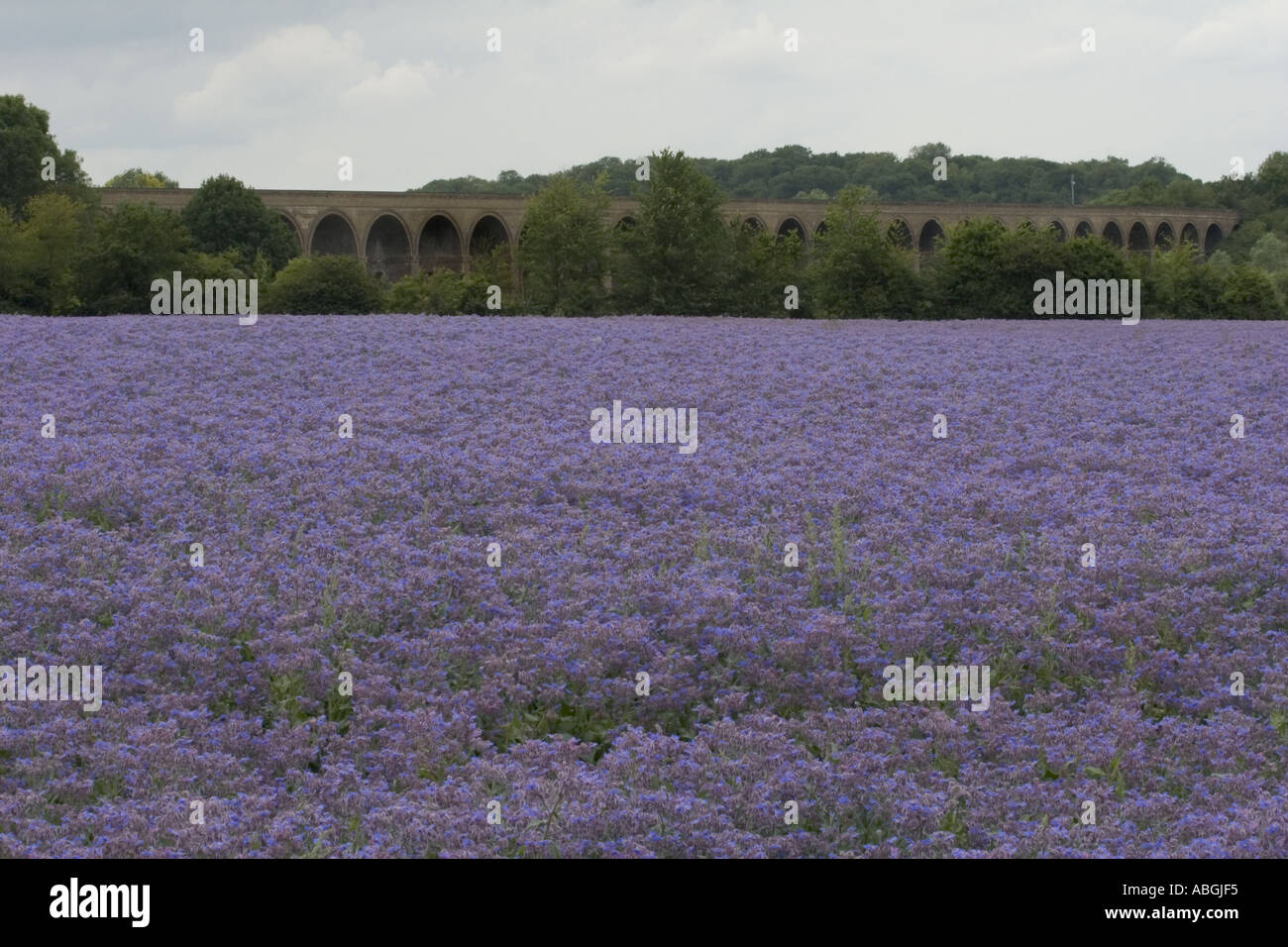 Colne valley viaduct hi-res stock photography and images - Alamy