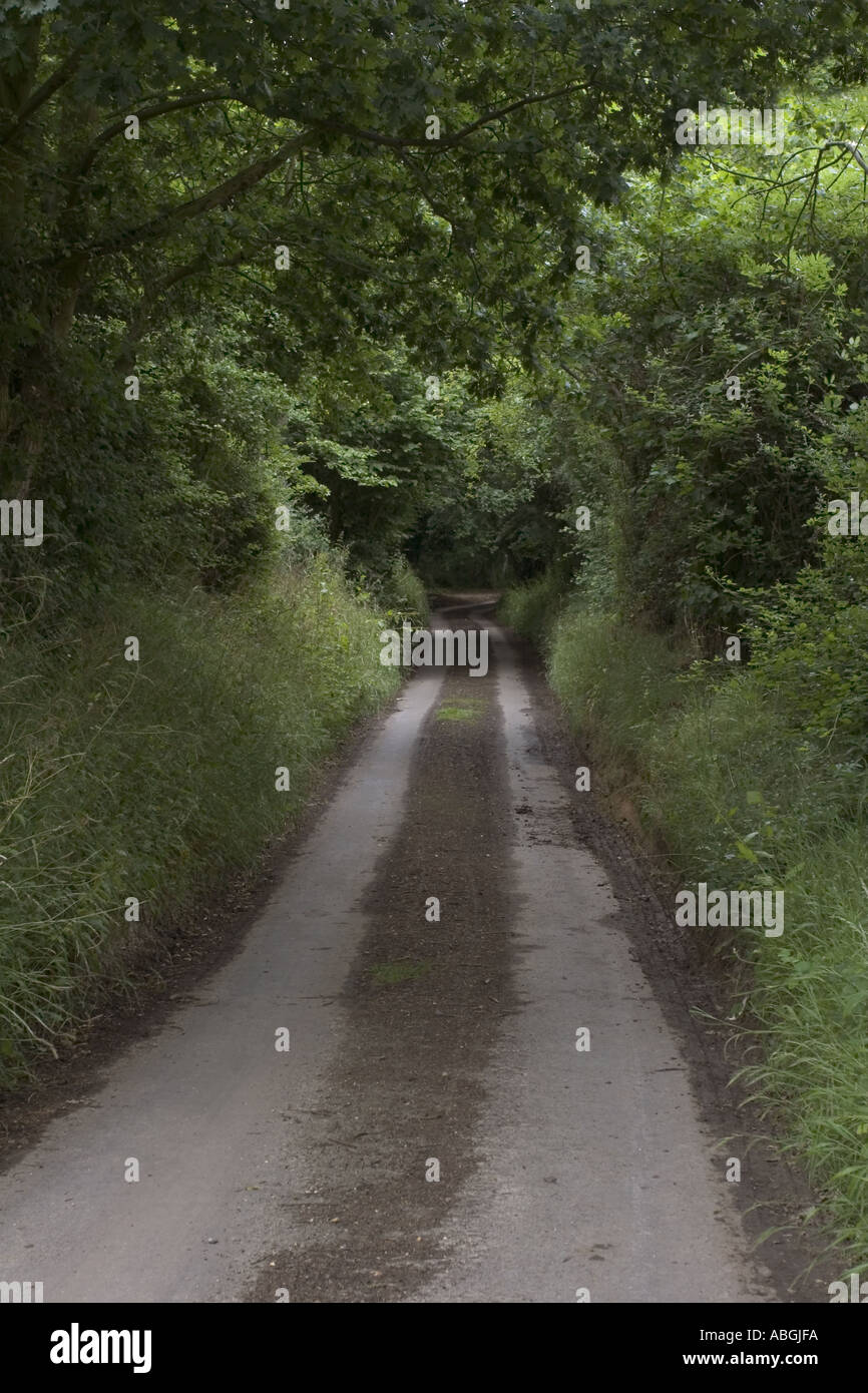 A narrow country lane in England UK Stock Photo - Alamy