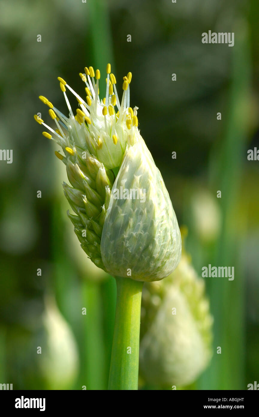 Budding Stock Photos & Budding Stock Images - Alamy