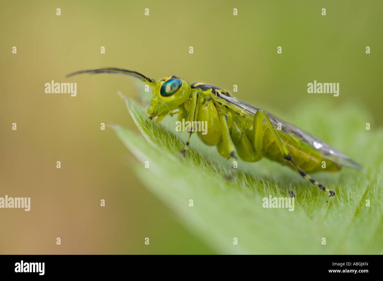 Rhogogaster viridis hi-res stock photography and images - Alamy