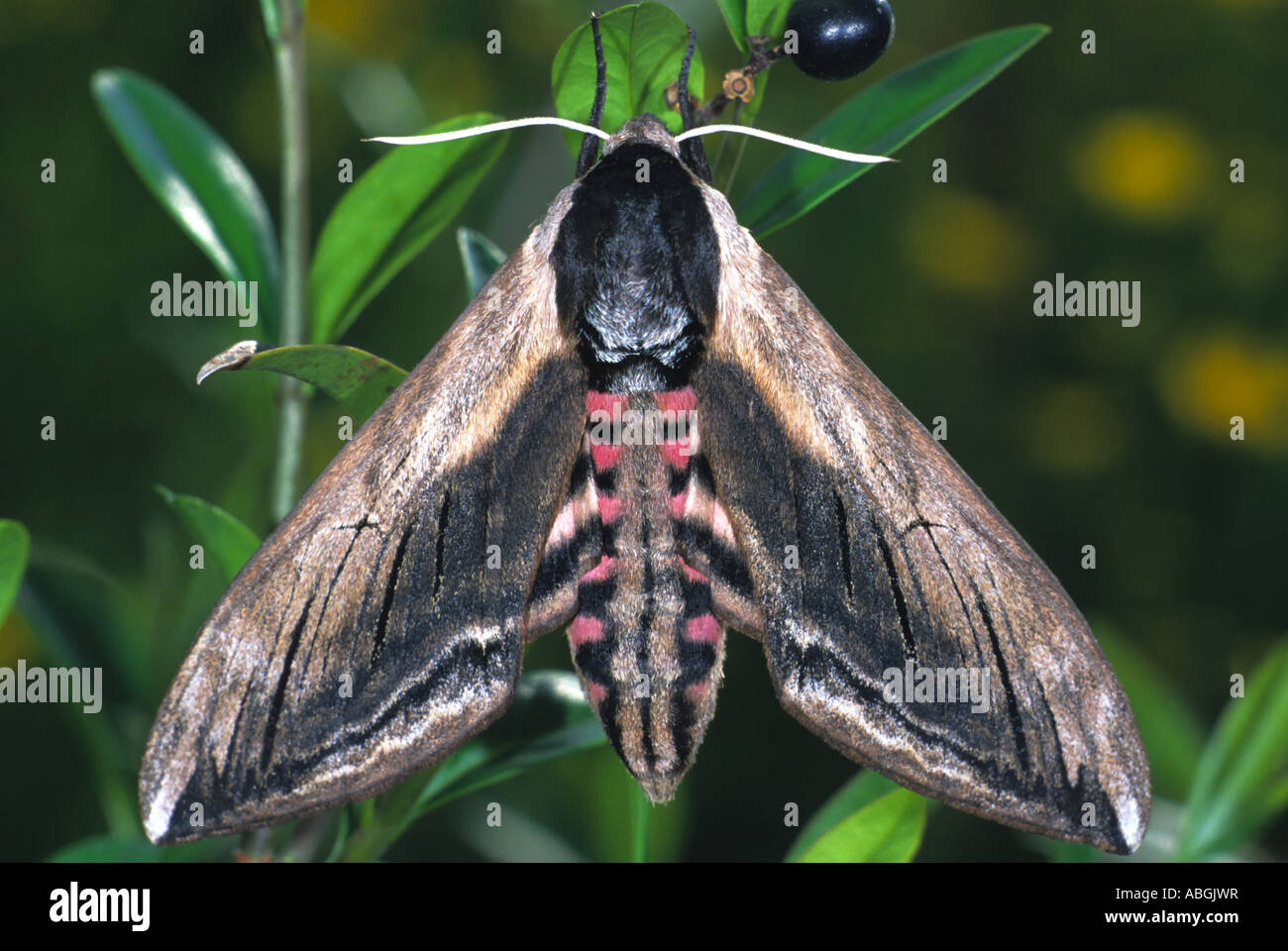Hawkmoth and sphinx moth hi-res stock photography and images - Alamy