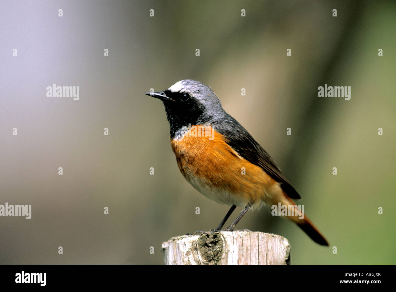 Common Redstart (Phoenicurus phoenicurus Stock Photo - Alamy