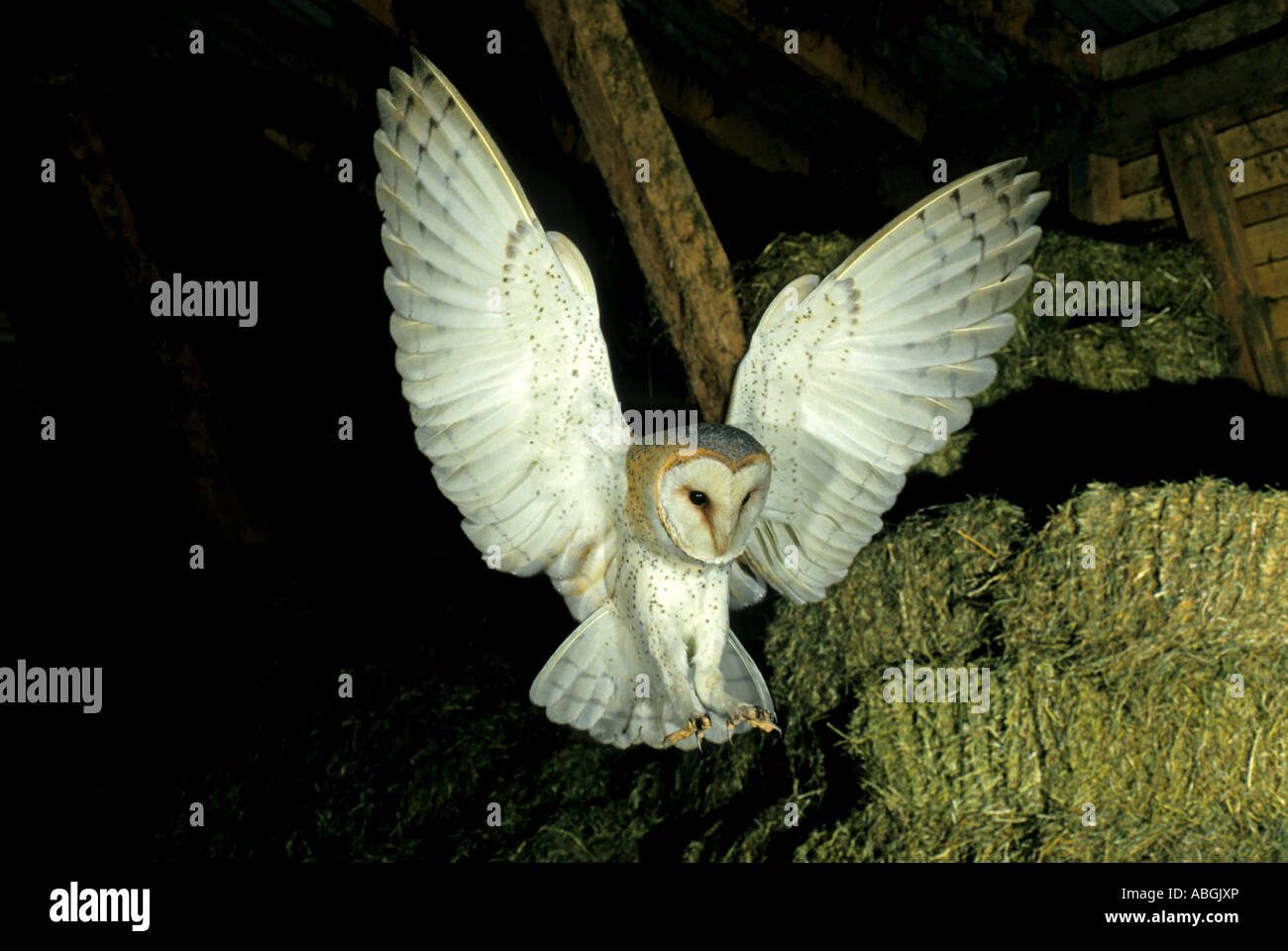Barn Owls In Flight At Night