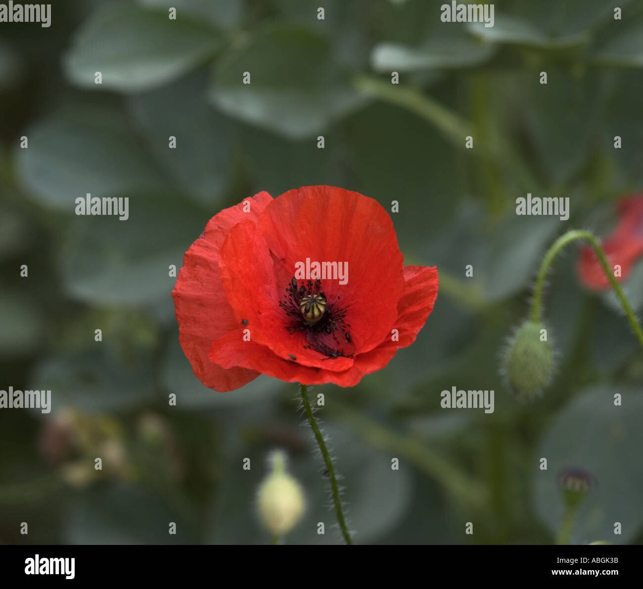 A single Poppy in a field of broad beans Stock Photo - Alamy
