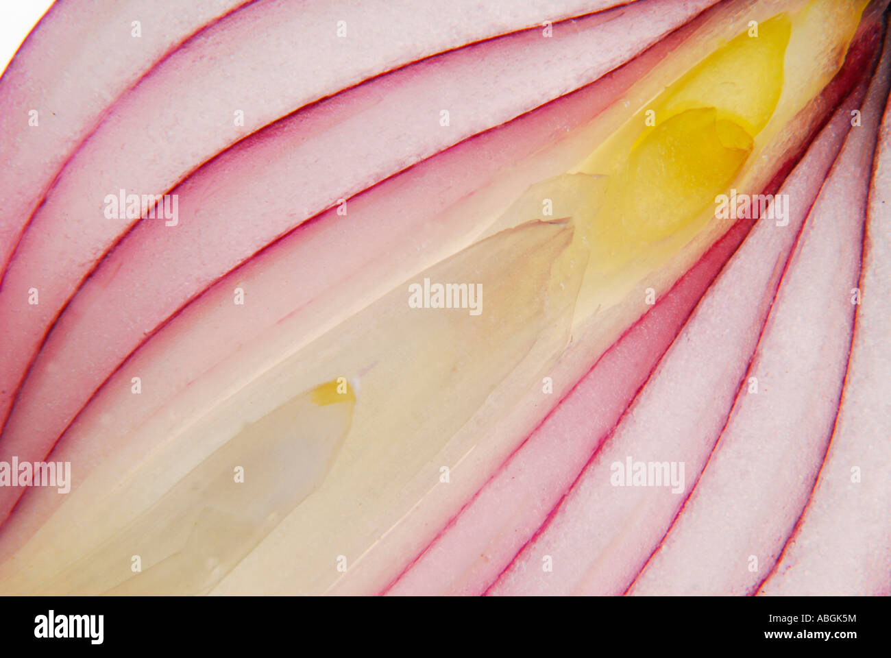Onion shells hi-res stock photography and images - Alamy