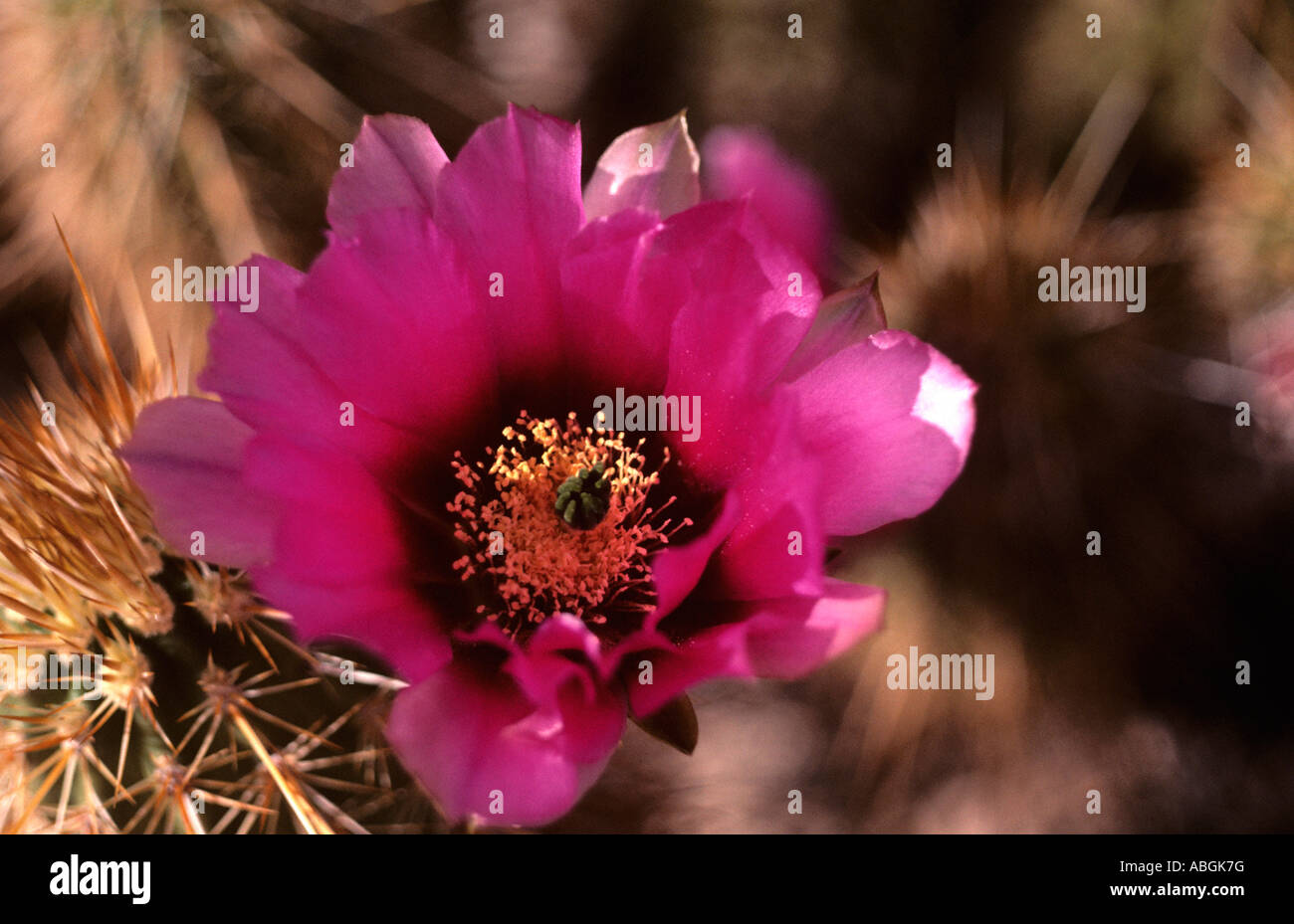 Cholla Cactus Flower Stock Photo - Alamy
