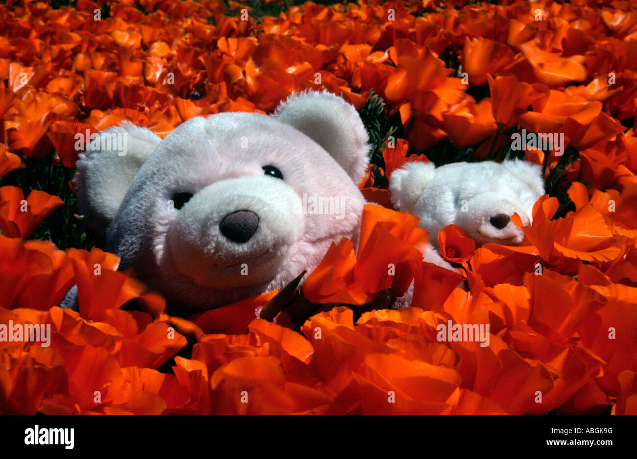 Teddy Bears in Poppy field Stock Photo - Alamy