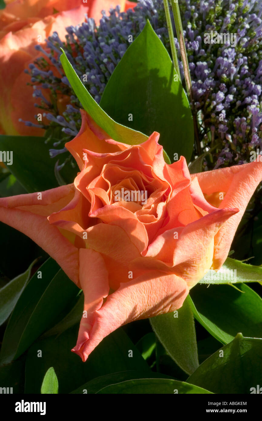 milva rose closeup Stock Photo - Alamy