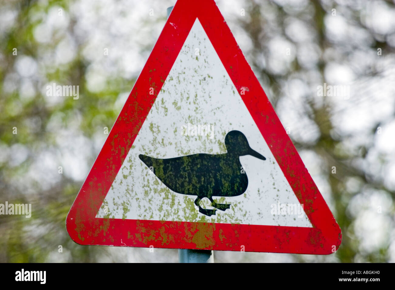 Caution duck crossing road sign Stock Photo - Alamy