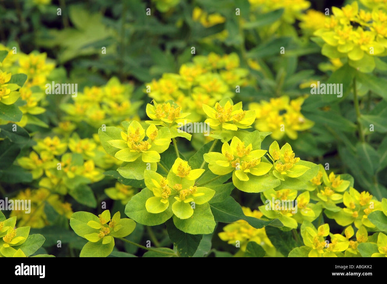 Euphorbia polychroma epithymoides hi-res stock photography and images ...