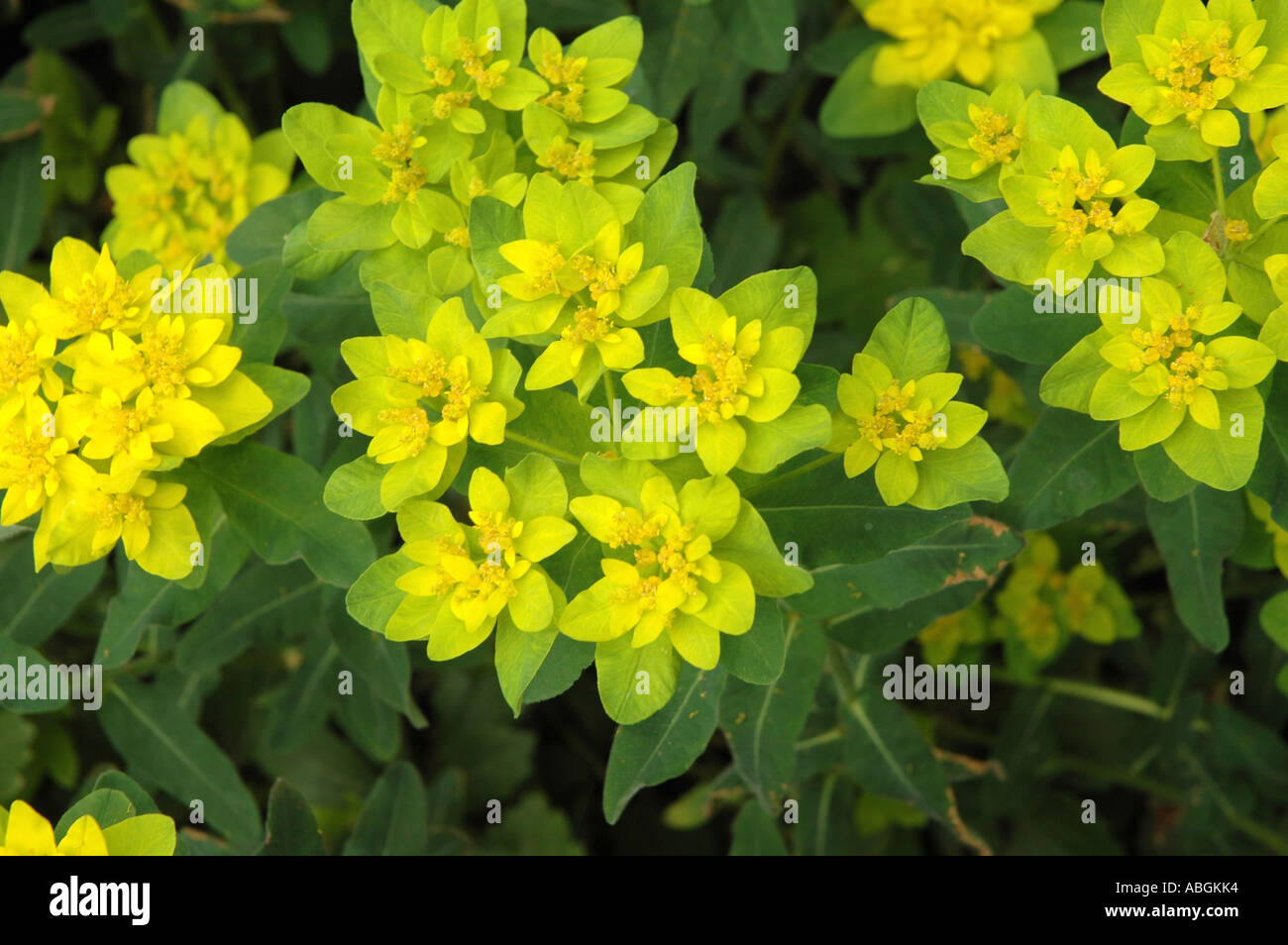 Cushion spurge euphorbia polychroma hi-res stock photography and images ...
