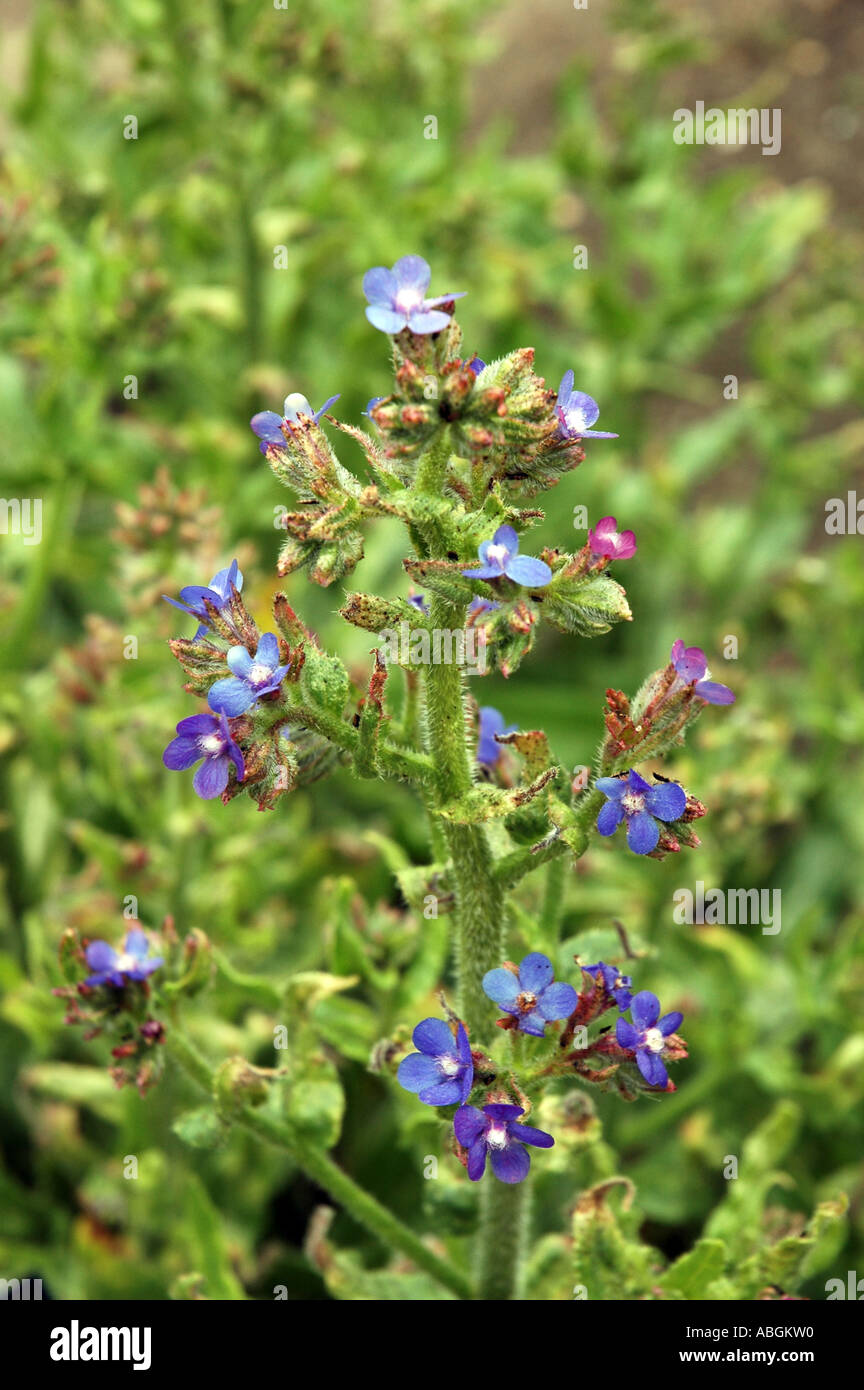 Lengua de buey hi-res stock photography and images - Alamy