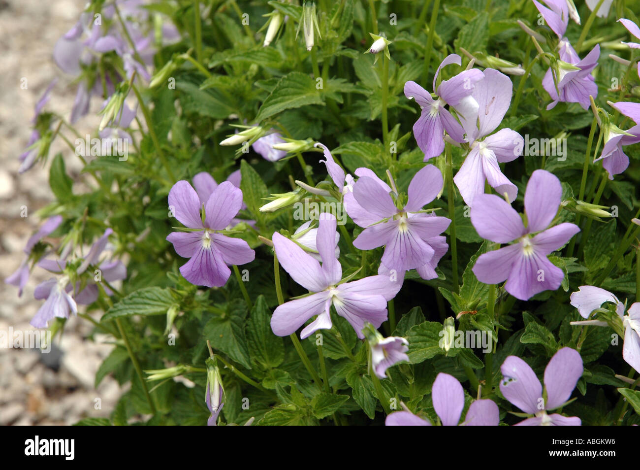 Horned Violet Viola cornuta Stock Photo - Alamy