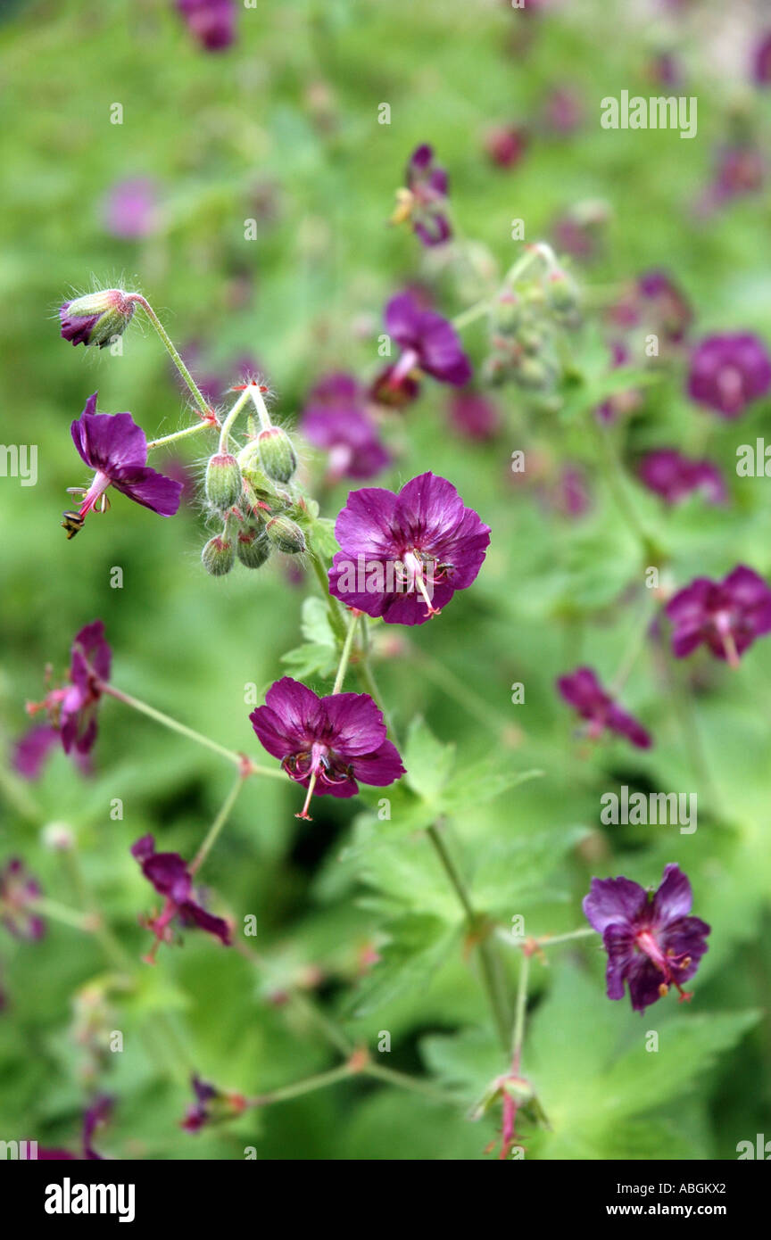 Common Corncockle Agrostemma githago plant Stock Photo - Alamy