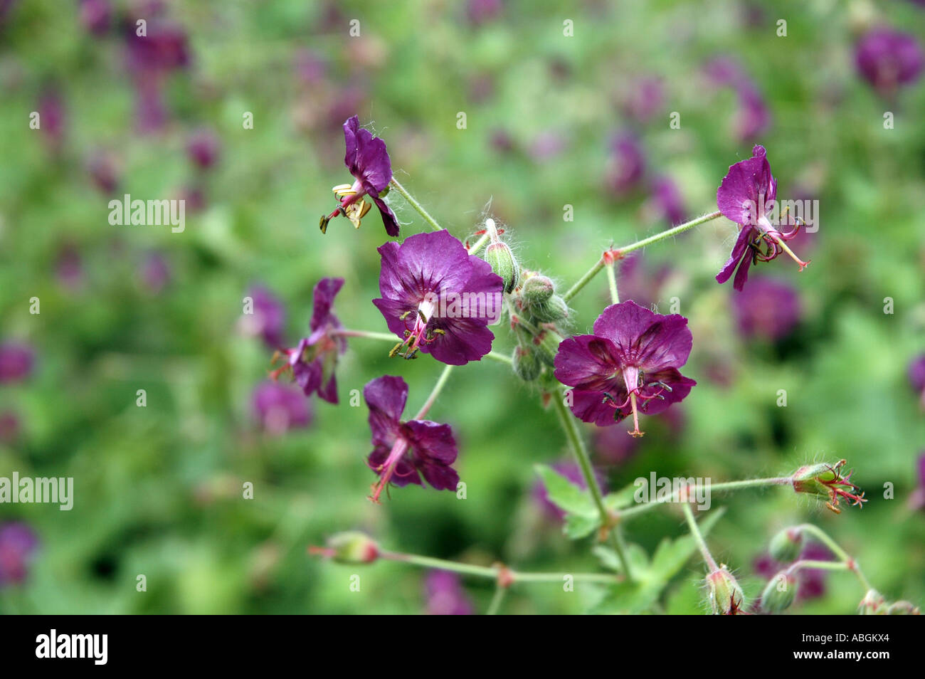 Common Corncockle Agrostemma githago plant Stock Photo - Alamy