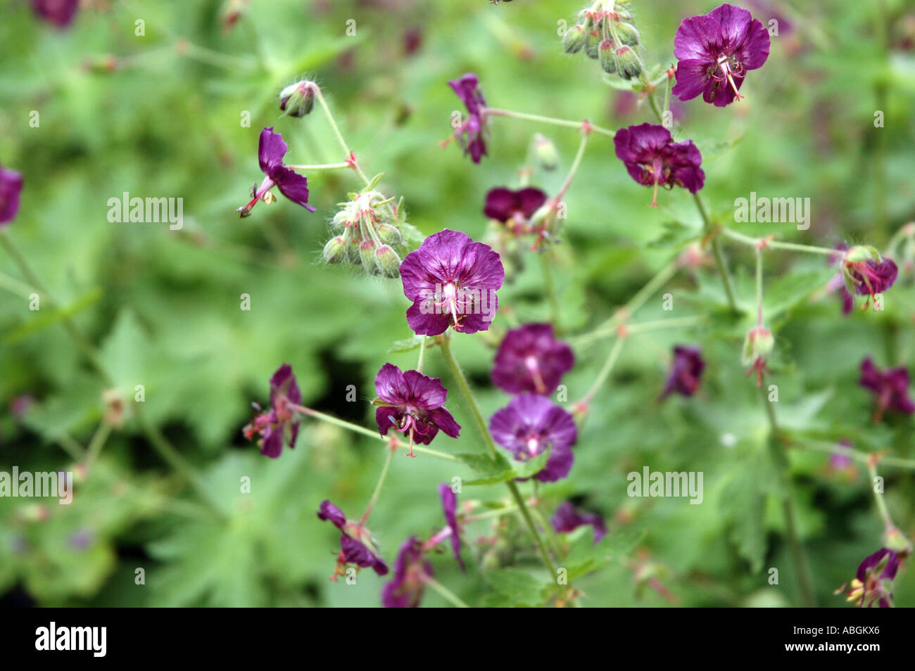 Common Corncockle Agrostemma githago plant Stock Photo - Alamy
