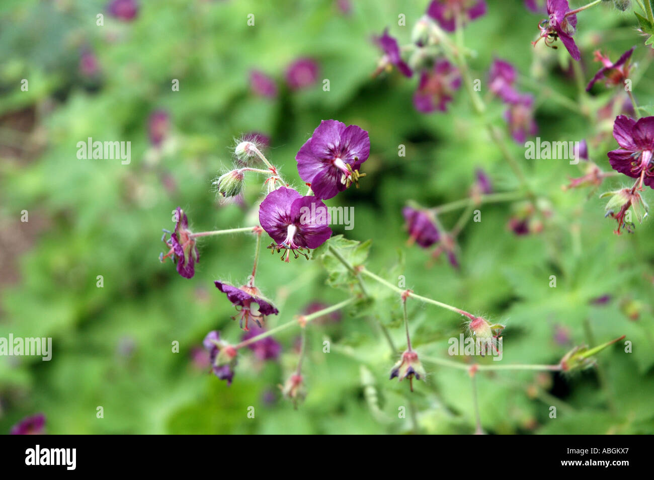 Common Corncockle Agrostemma githago plant Stock Photo - Alamy