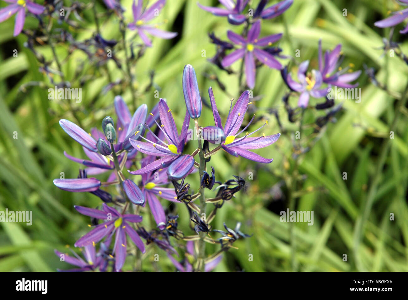Camas lily Camassia leichtlinii also called Great Camas Stock Photo - Alamy