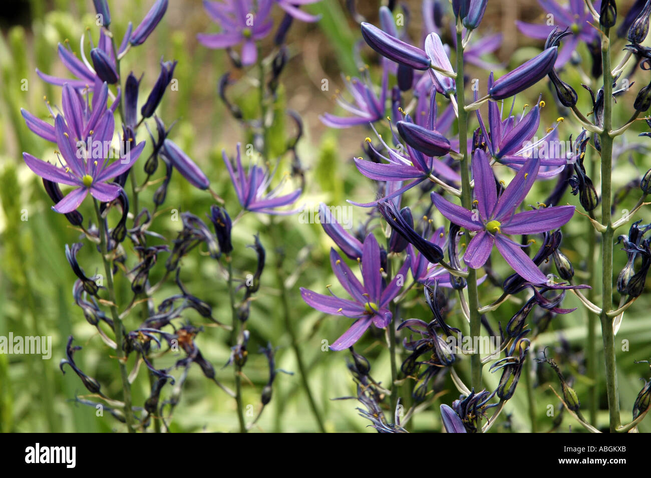 Camas lily Camassia leichtlinii also called Great Camas Stock Photo - Alamy