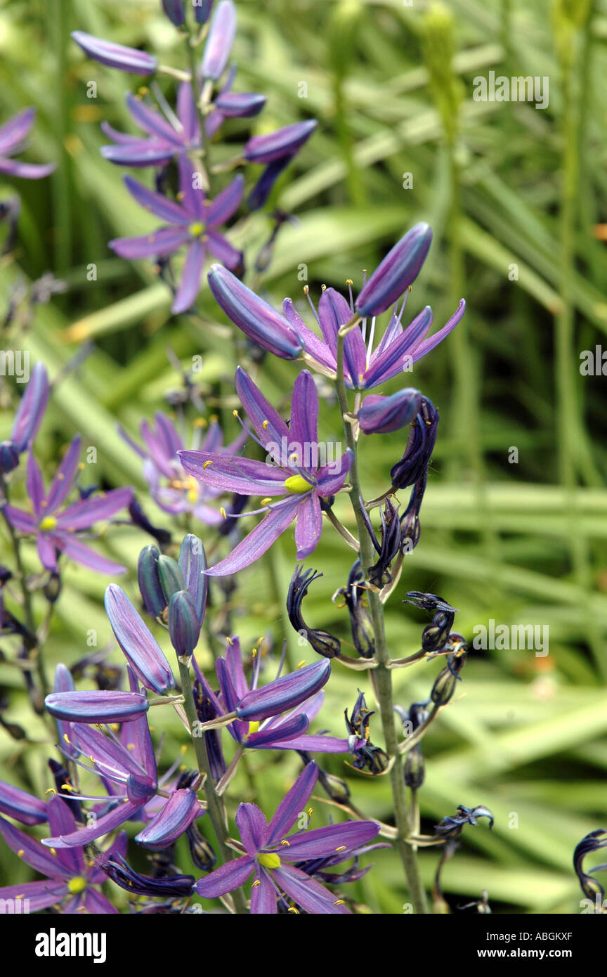 Camas lily Camassia leichtlinii also called Great Camas Stock Photo - Alamy