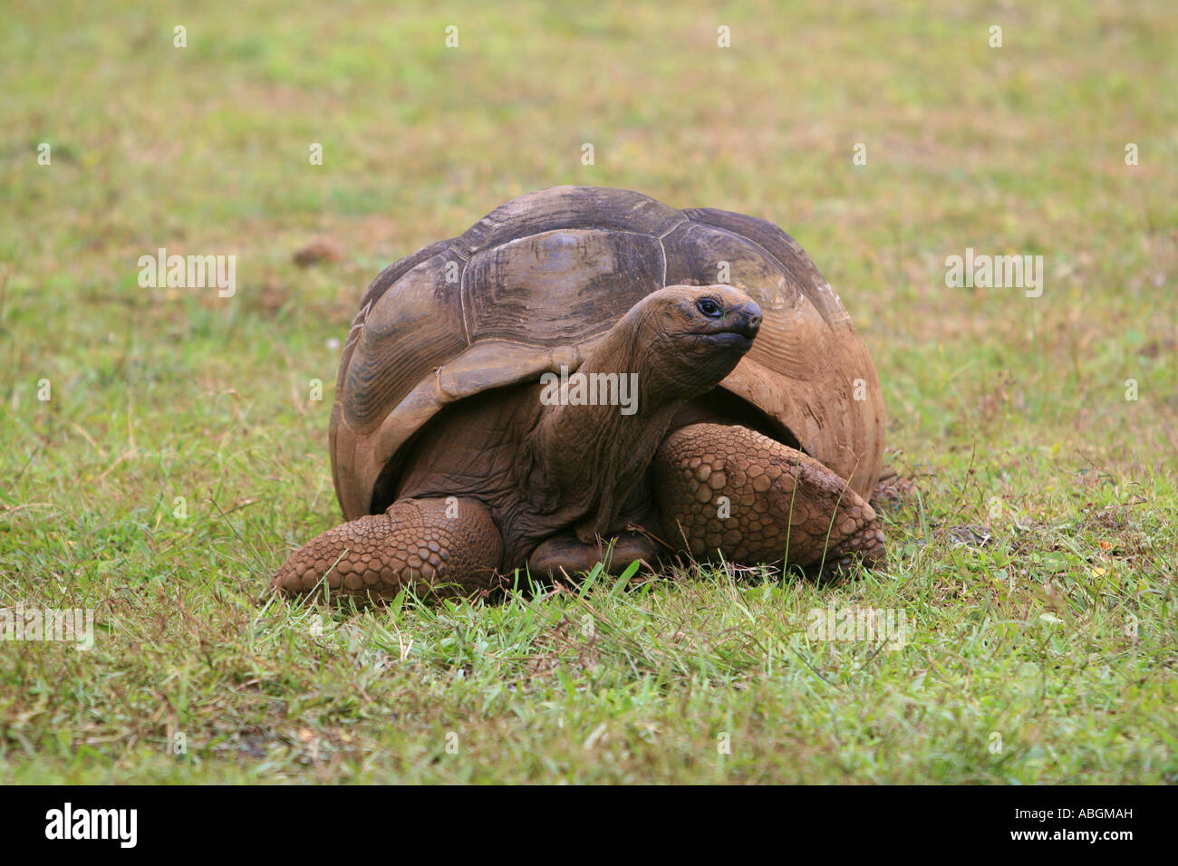 Great turtle hi-res stock photography and images - Alamy