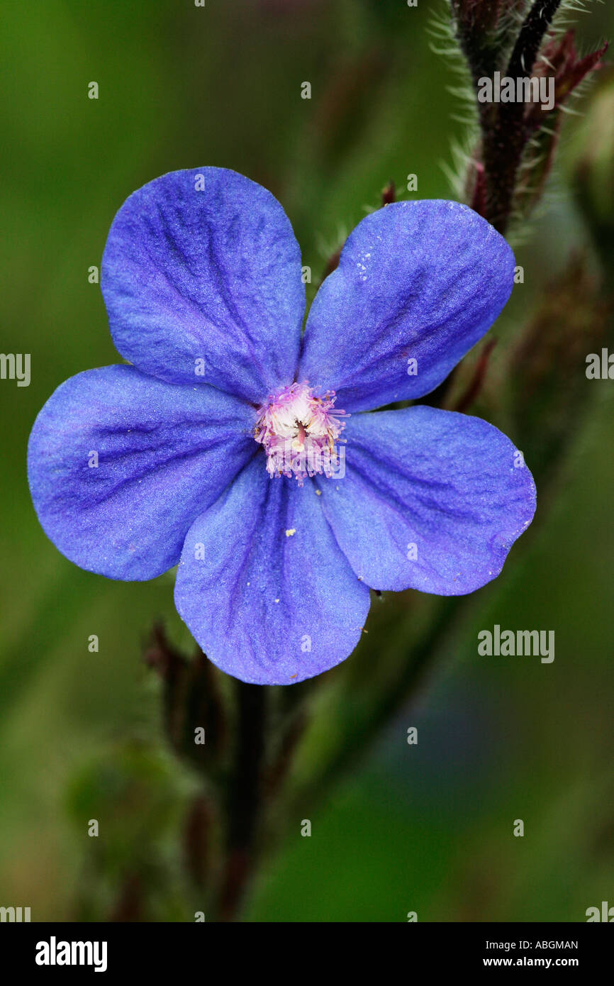 Azurea hi-res stock photography and images - Alamy