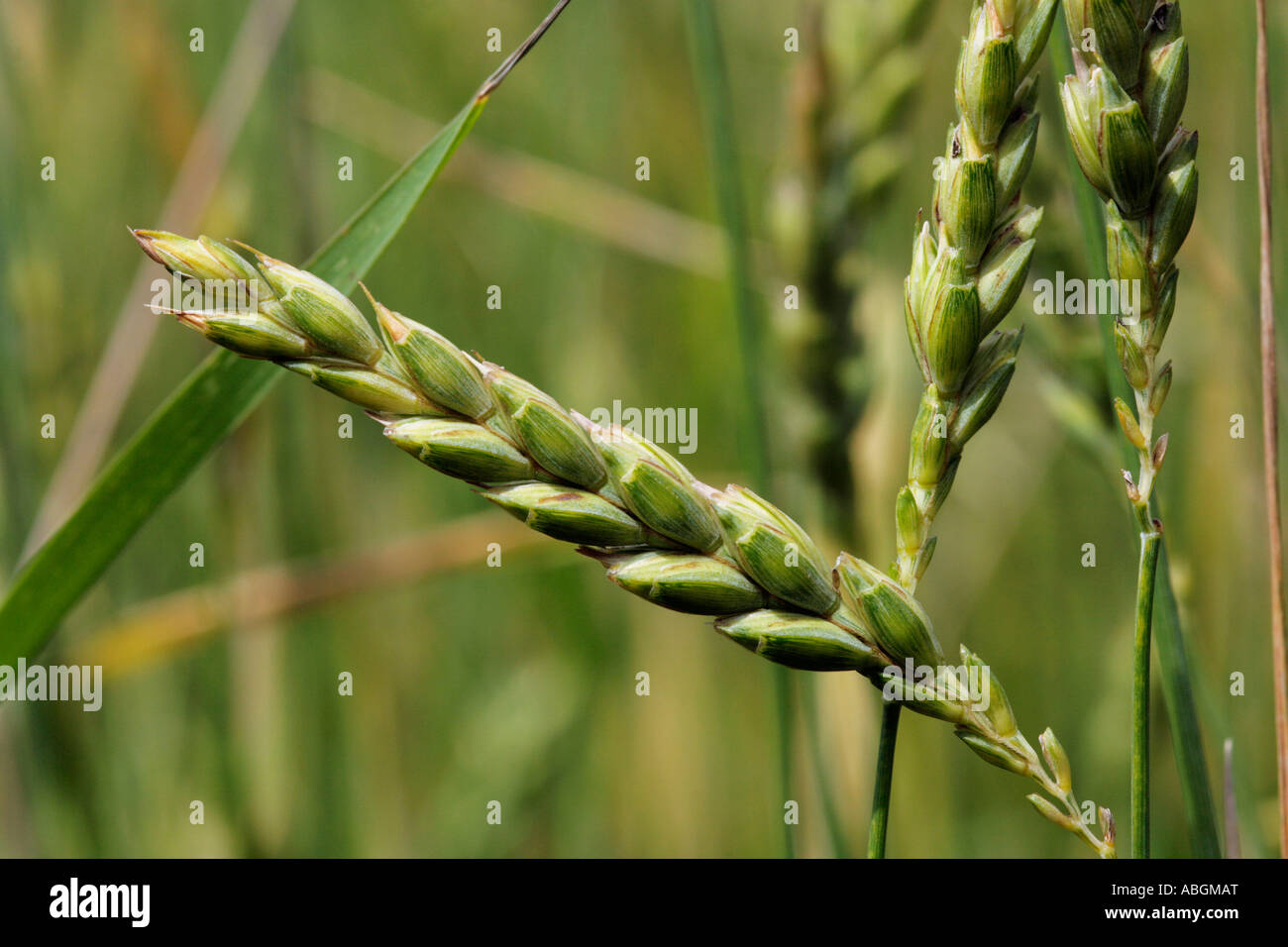 Spike of corn hi-res stock photography and images - Alamy