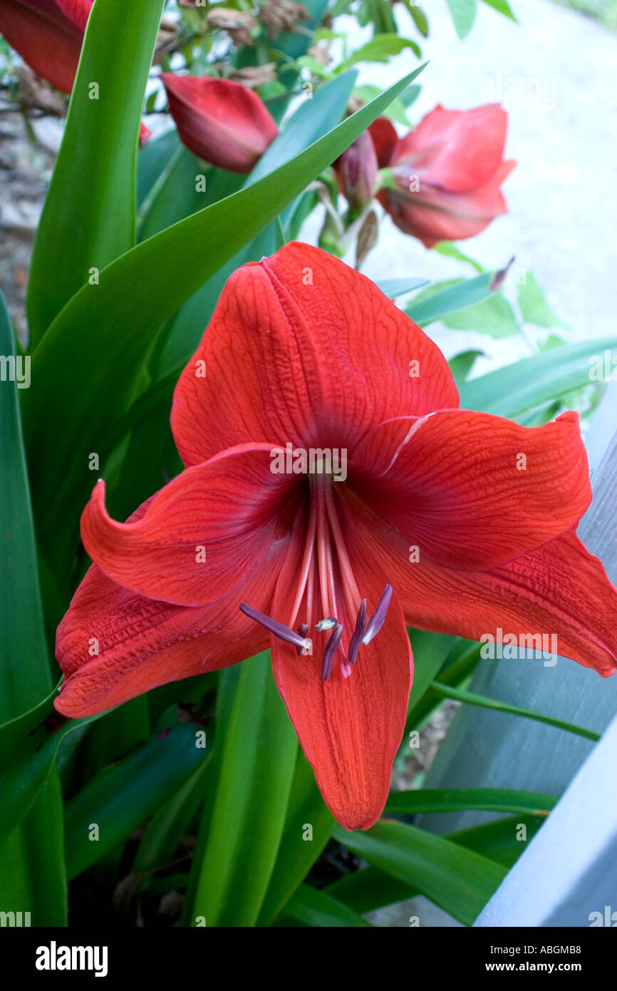 Piston flower hi-res stock photography and images - Alamy